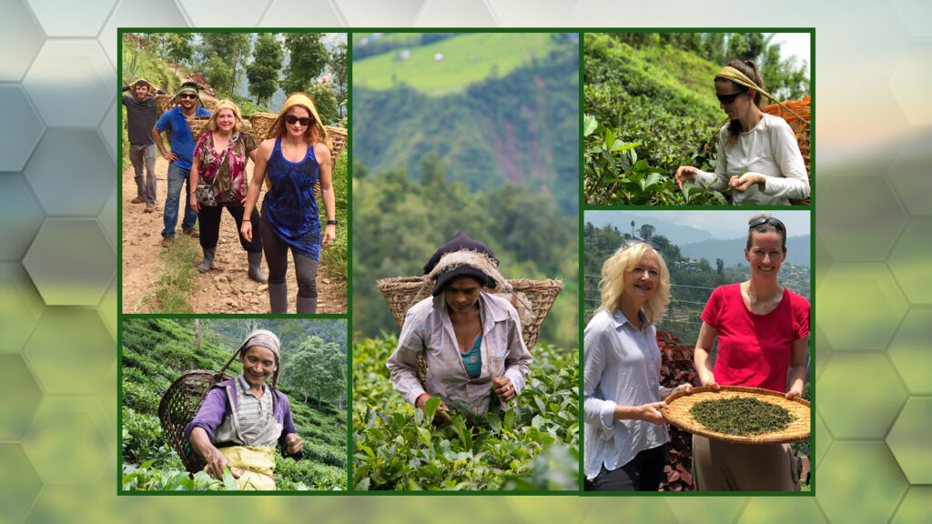 Tea Tourism | KANCHANJANGHA TEA ESTATE & RESEARCH CENTRE ...